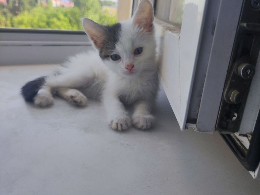 Котята в добрые руки бесплатно