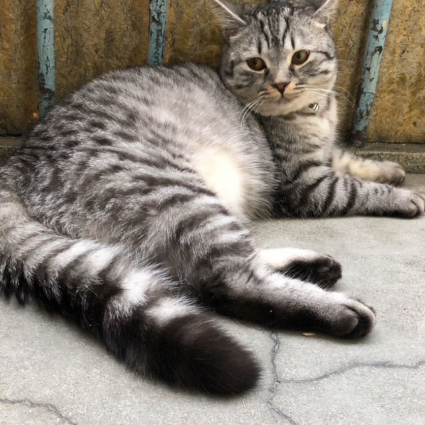 Кошка
