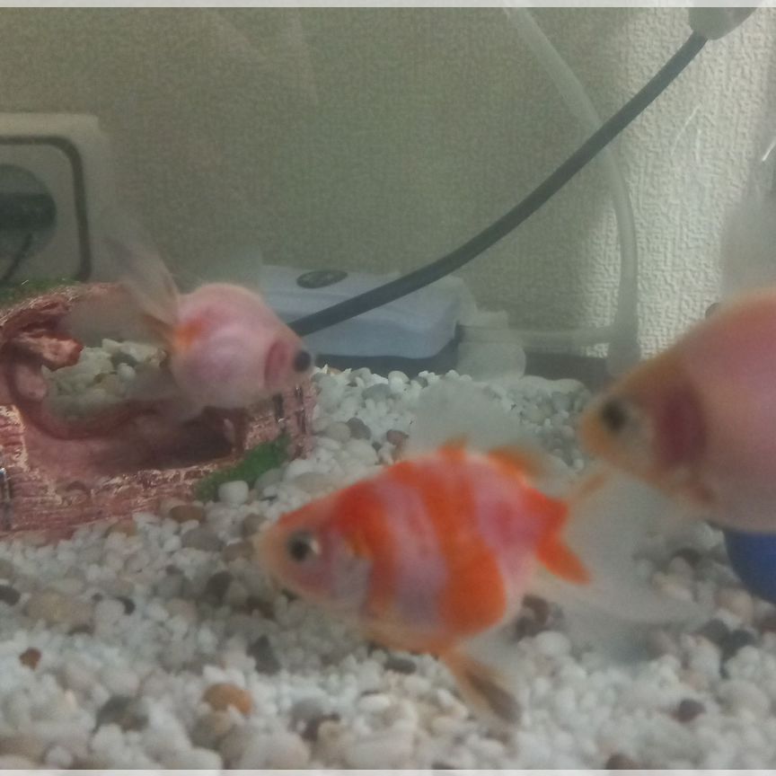 Аквариум с рыбками