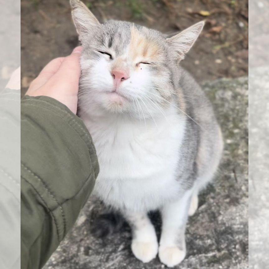 Кошки в добрые руки