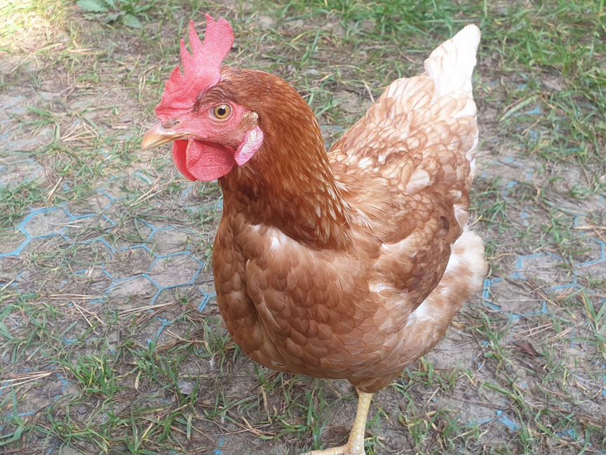 Куры несушки молодые 6шт. Ломан браун и супер ник