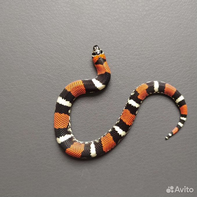 Трёхцветная свиноносая змея