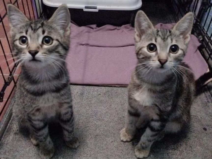 Котята в добрые руки