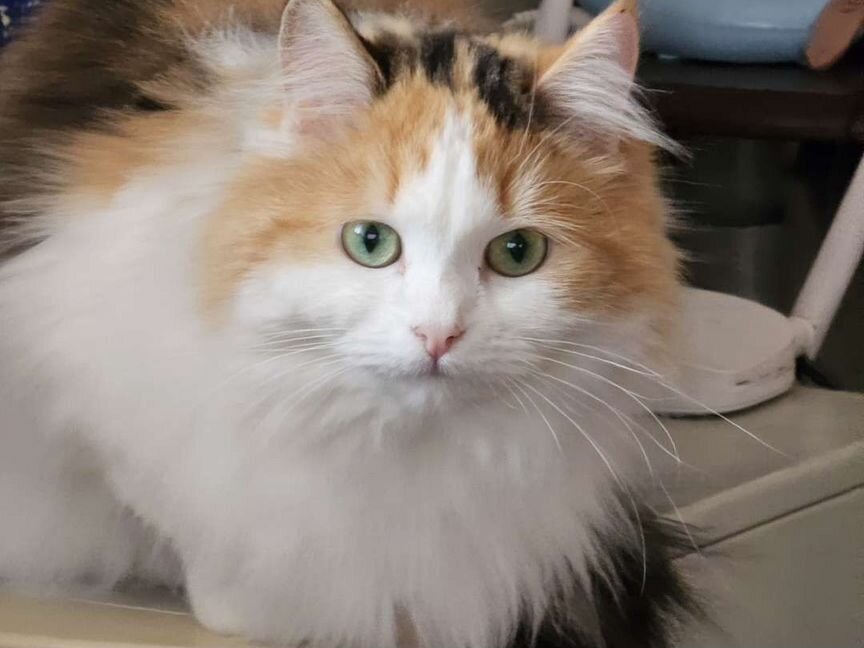 Кошка в добрые руки