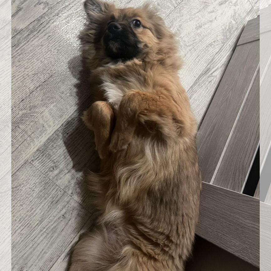 Отдам собаку в добрые руки