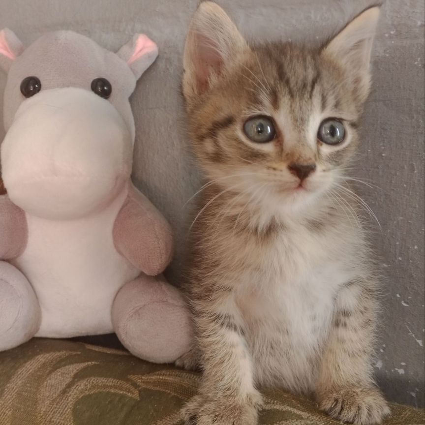 Котёнок в добрые руки