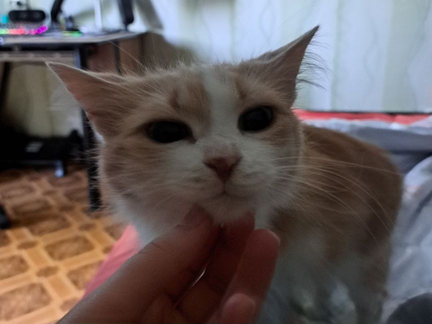 Вязка кошек
