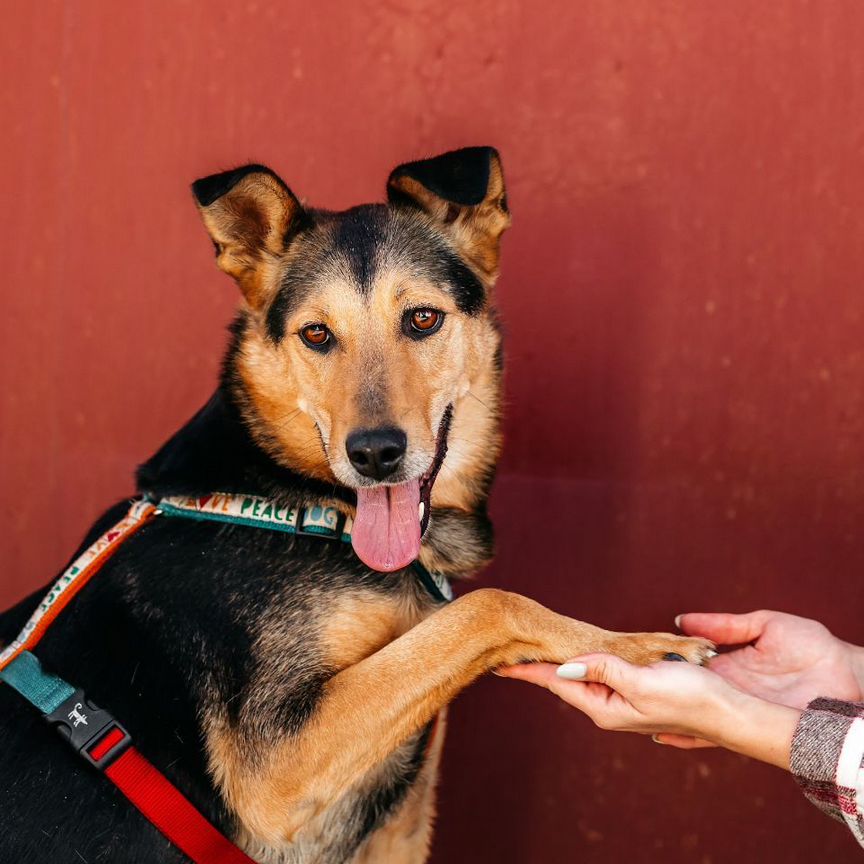 Собака в добрые руки