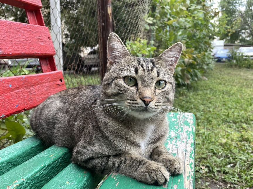 Хороший кот охотник