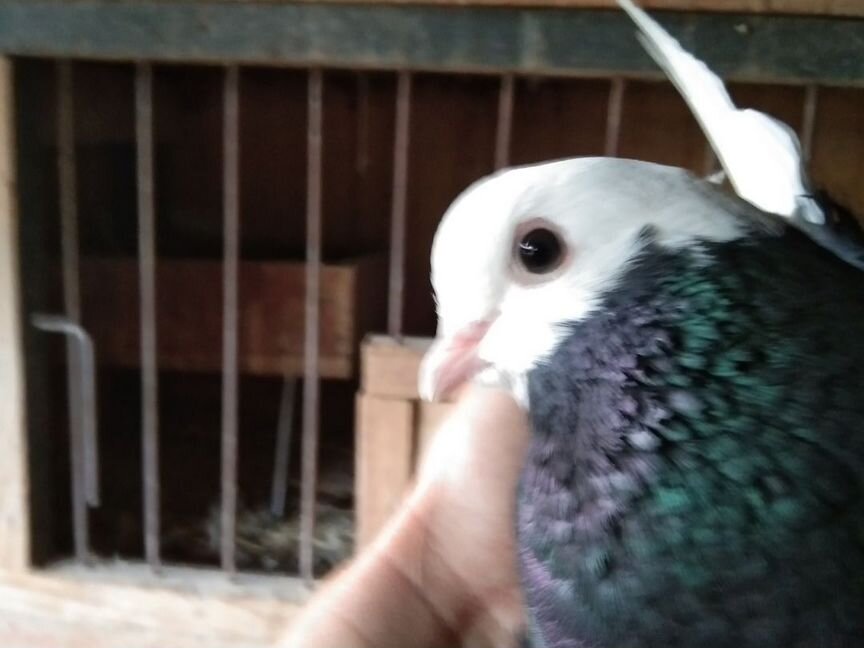 Продажа голубей белоголовые