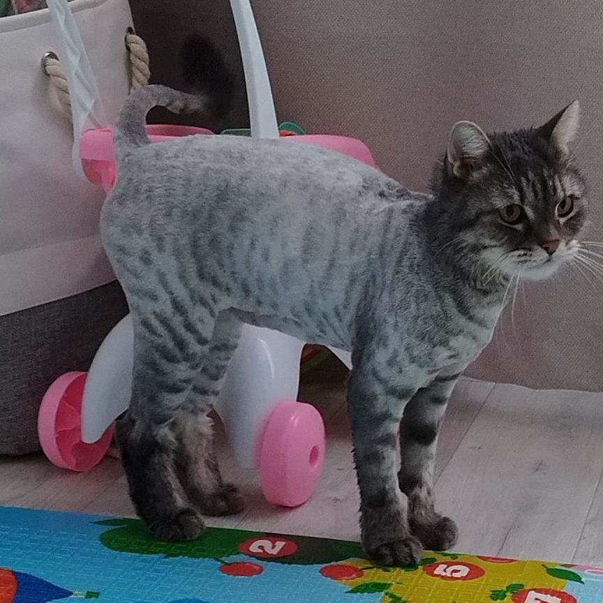 Отдам кота в добрые руки бесплатно