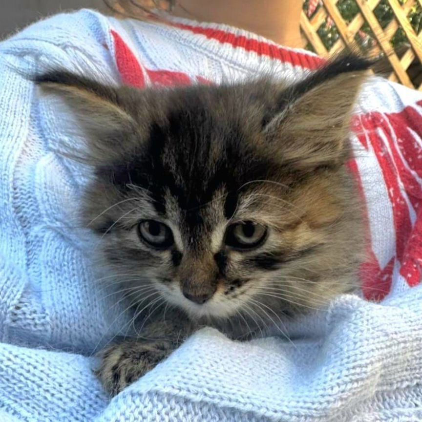 Котенок породы Норвежская лесная в дар