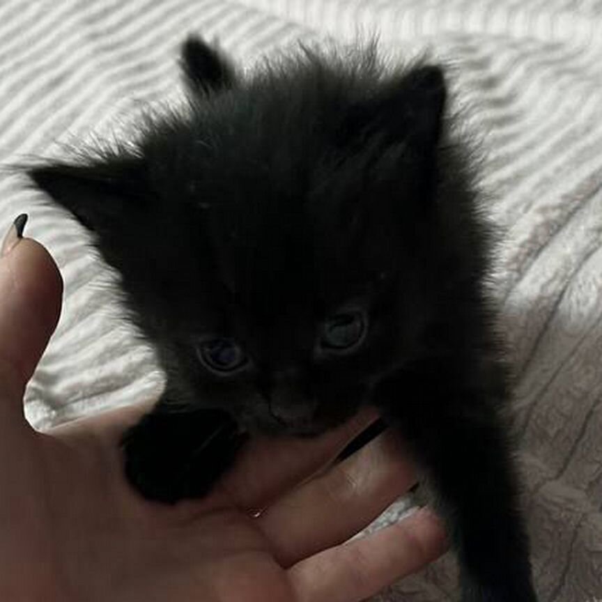 Сибирский котёнок