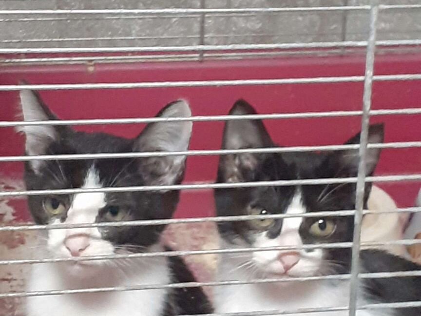 Котята 2.5месяца Марсик и Масяня