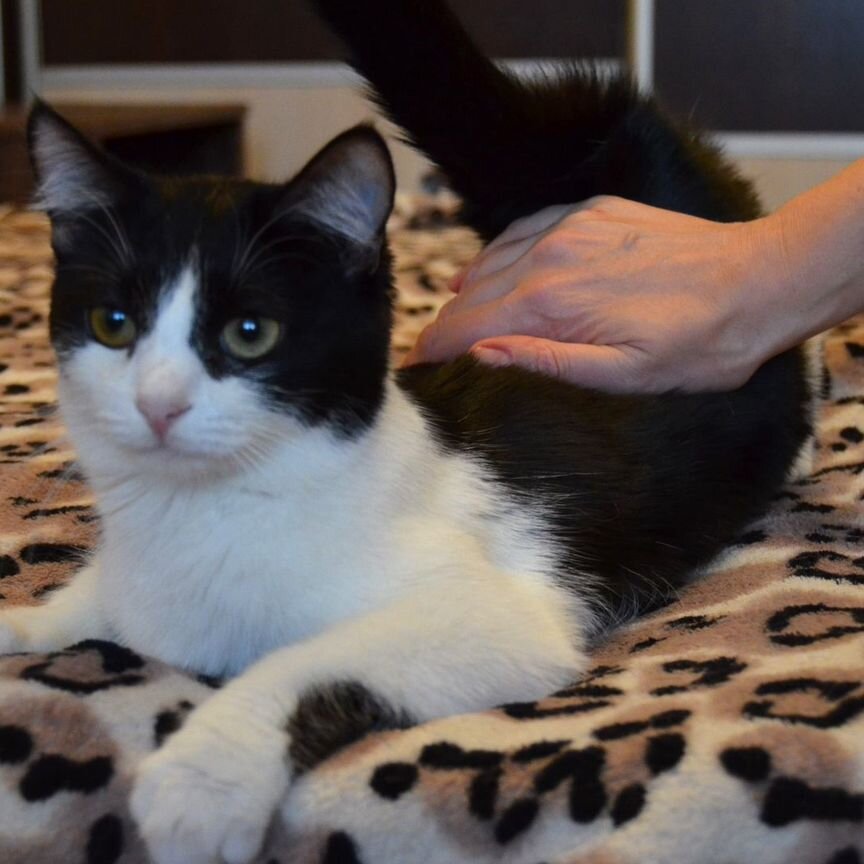 Взрослая, кошка в добрые руки