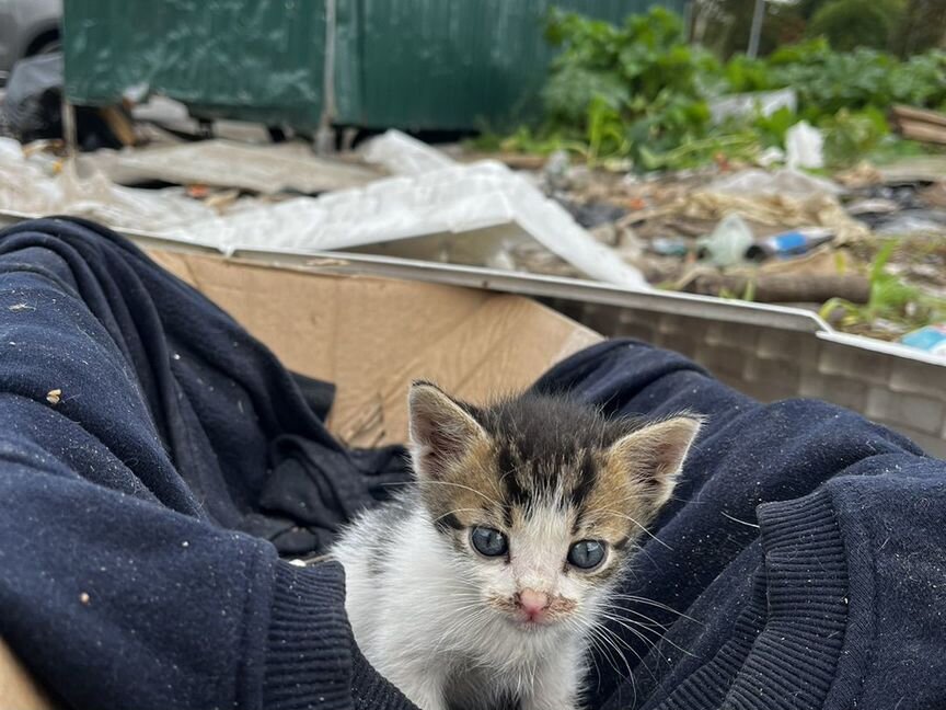 Котята с мусорки