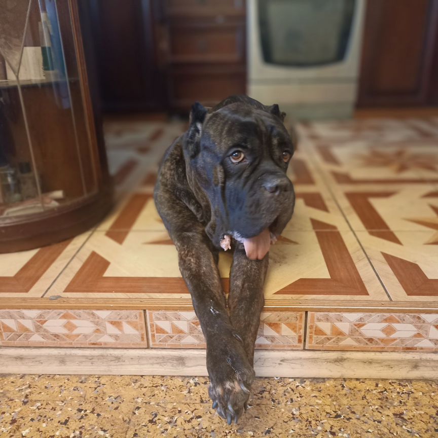 Отдам собаку в добрые руки