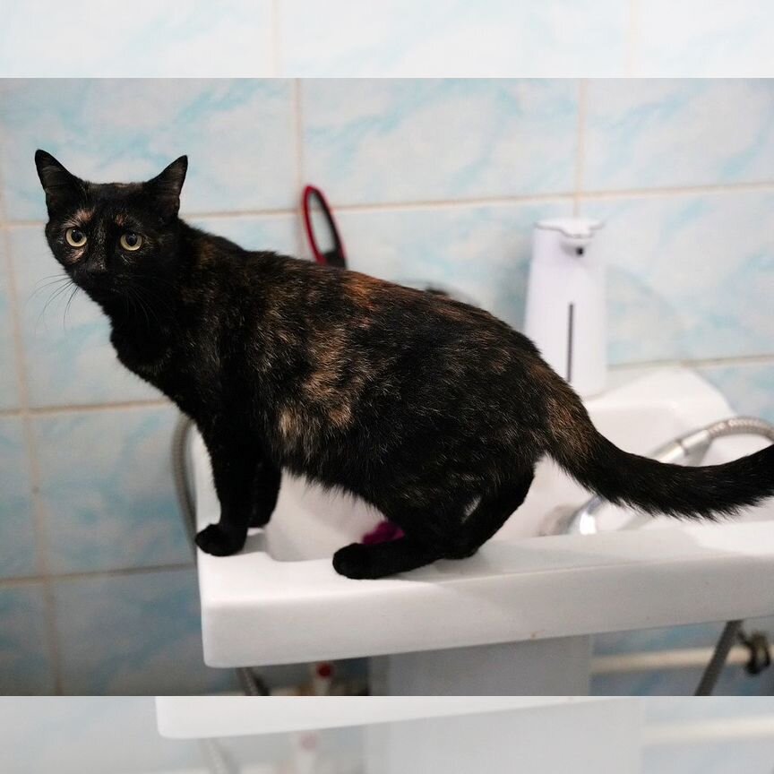 Кошка ищет дом