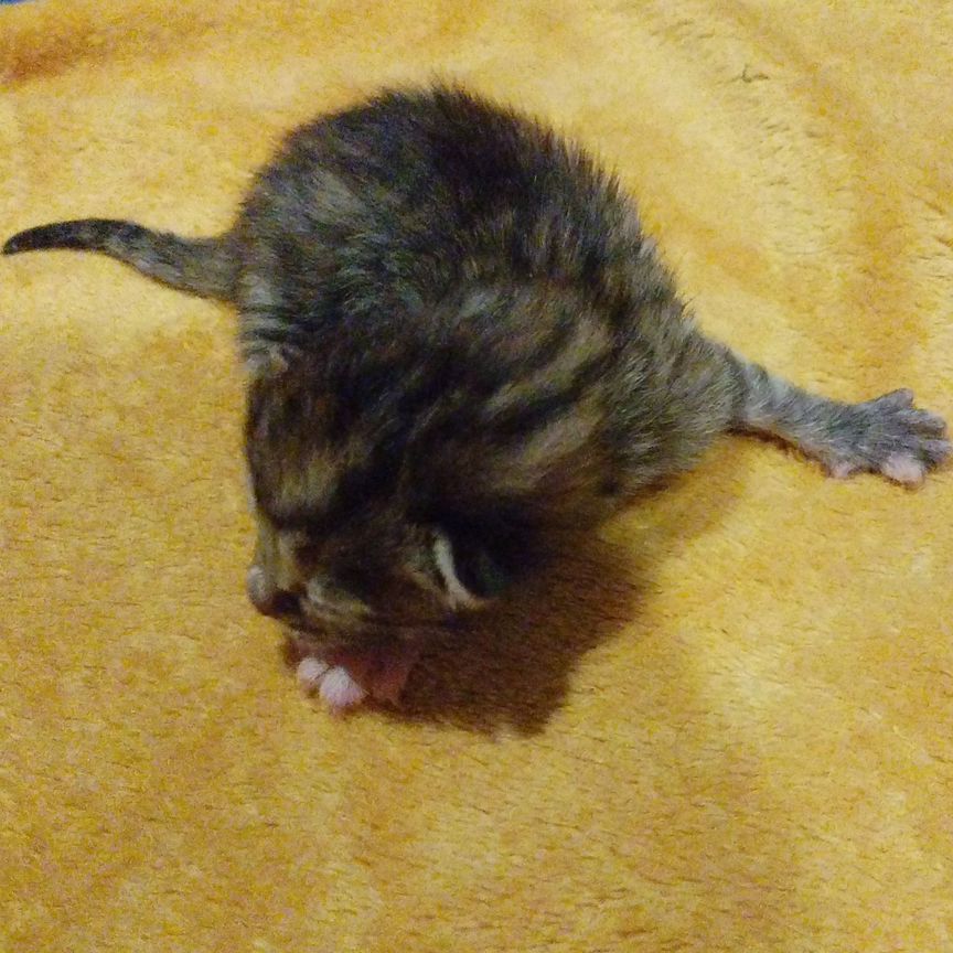 Котёнок в добрые руки