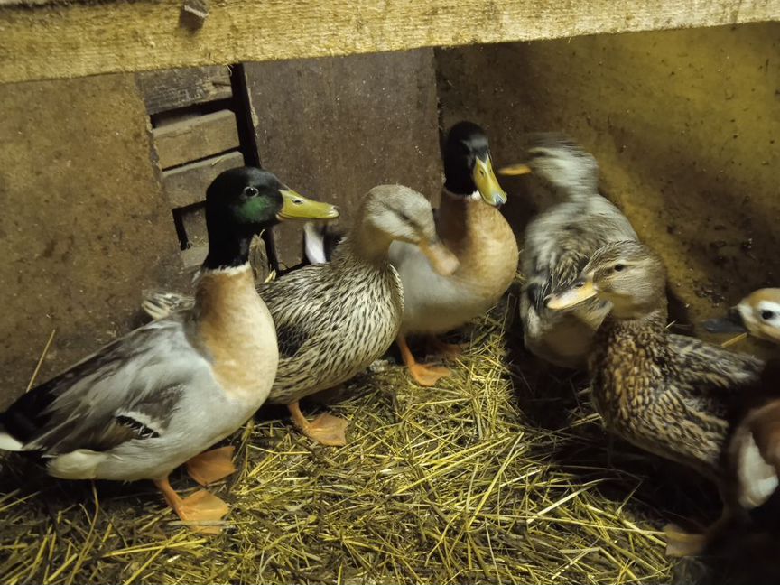 Утки серебрянка кряква