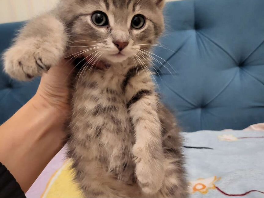 Котенок 2 мес