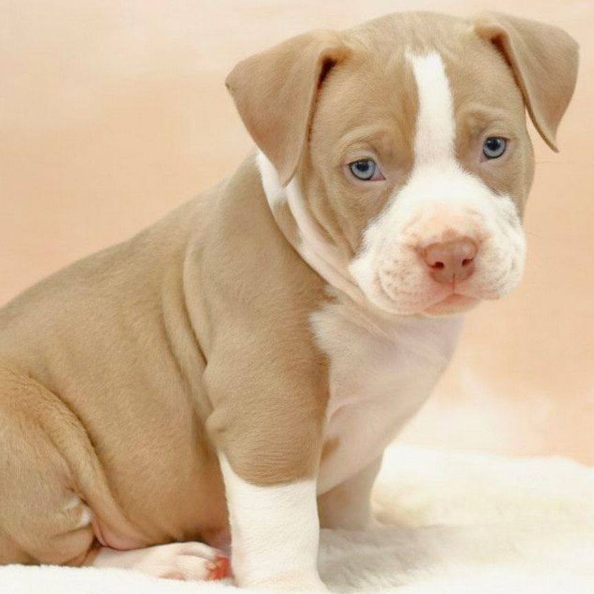 Американский булли, щенок
