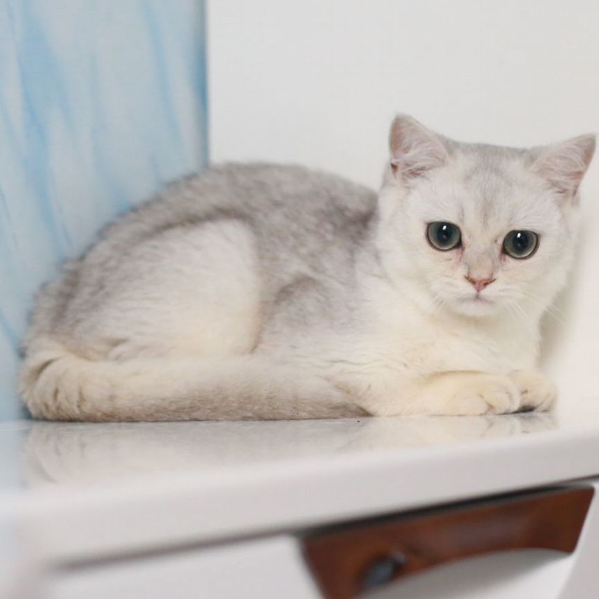 Британский короткошёрстный котёнок