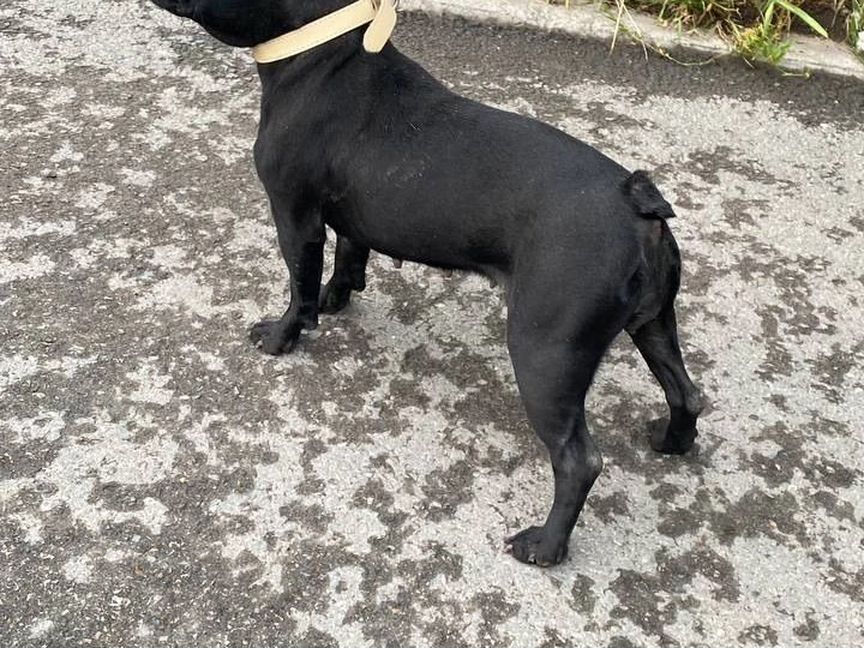 Шпиц,франзузкий бульдог