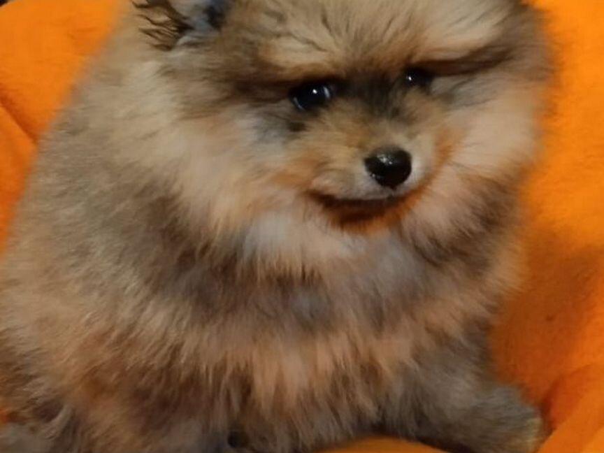 Щенок шпица мальчик, продаётся