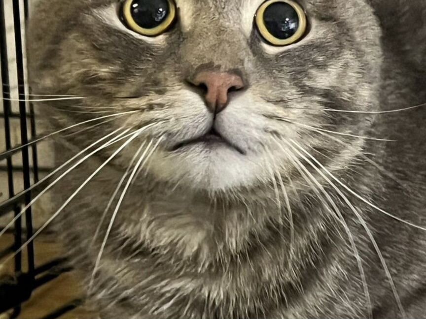 Котик ласковый