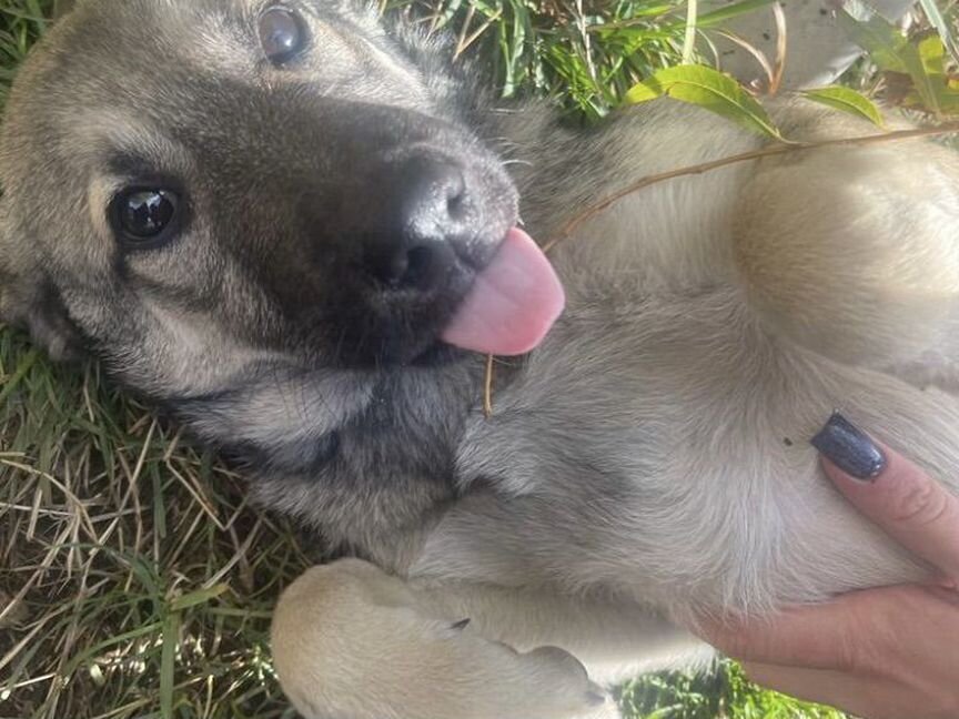 Щенок волчок в добрые руки