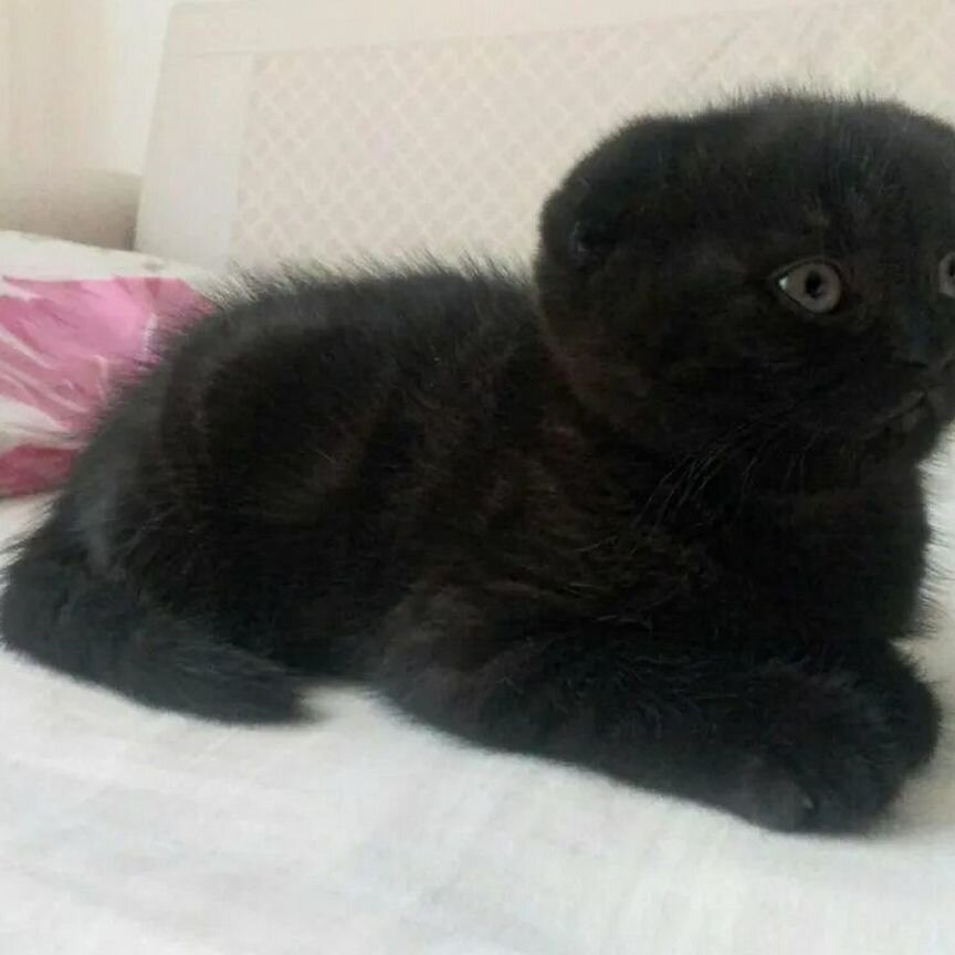 Черные шотландские котята