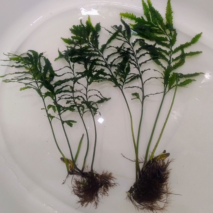 Болбитис геделоти