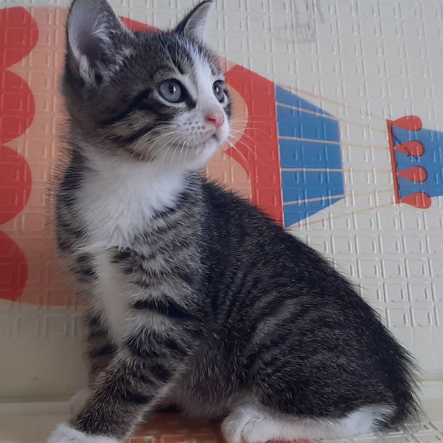 Котёнок в добрые руки