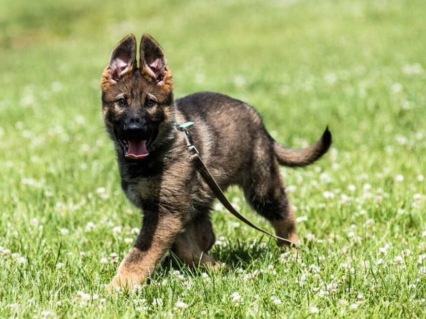 Щенки чепрачных и зонарных немецких овчарок