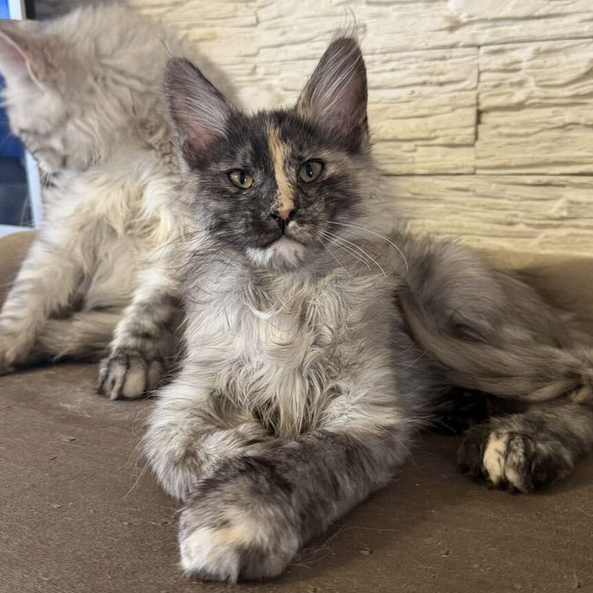 Мейн-кун котёнок