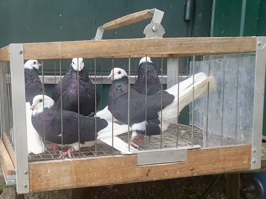 Голуби белоголовые высоколетные