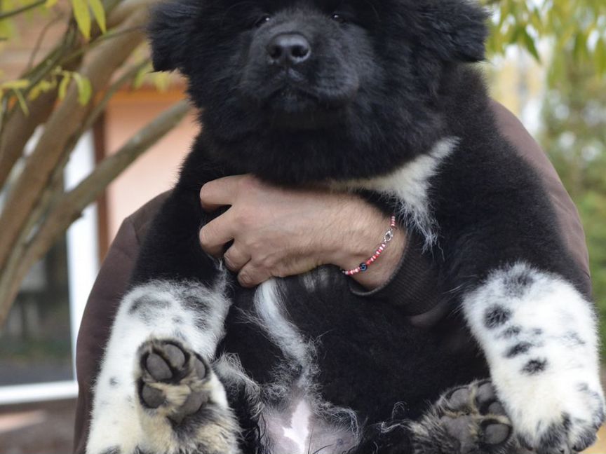 Плюшевое счастье