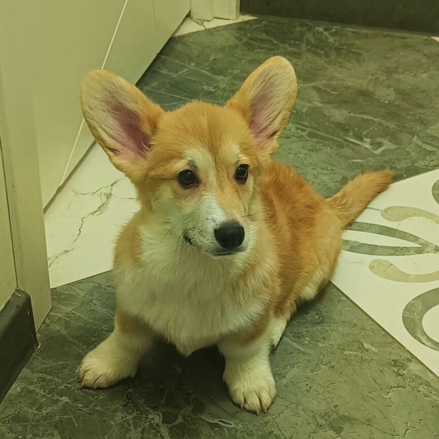 Вельш-корги пемброк красавчик