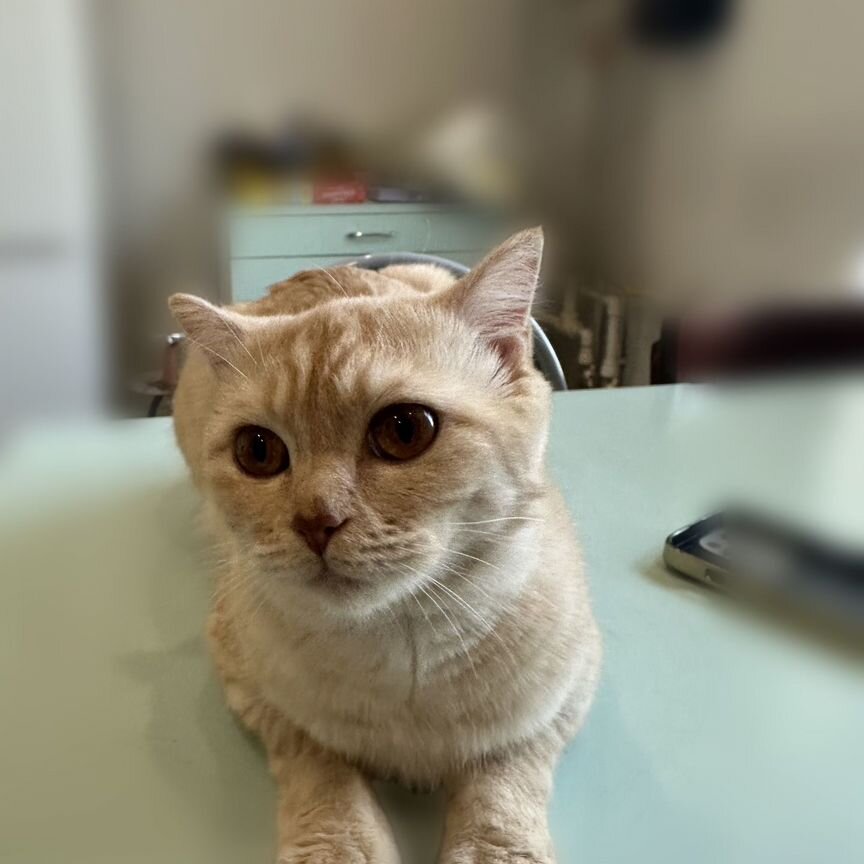 Котик Дейл в добрые руки