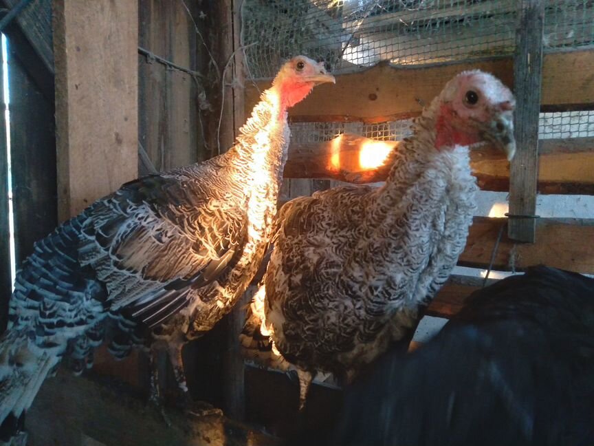 Индюшки на племя