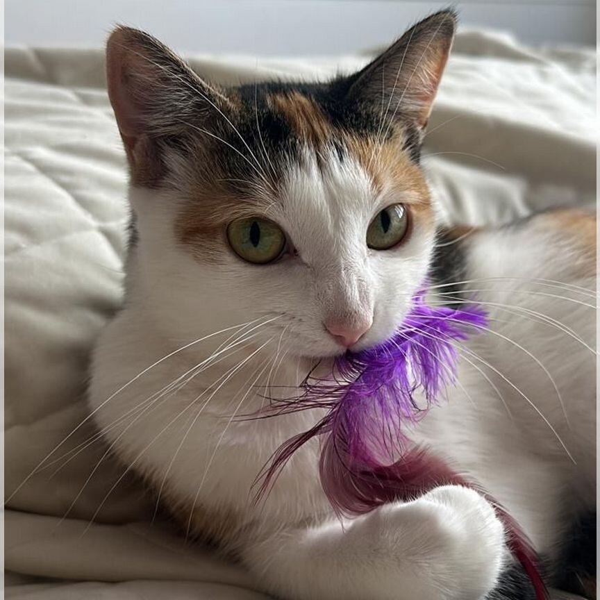 Взрослая кошка в добрые руки