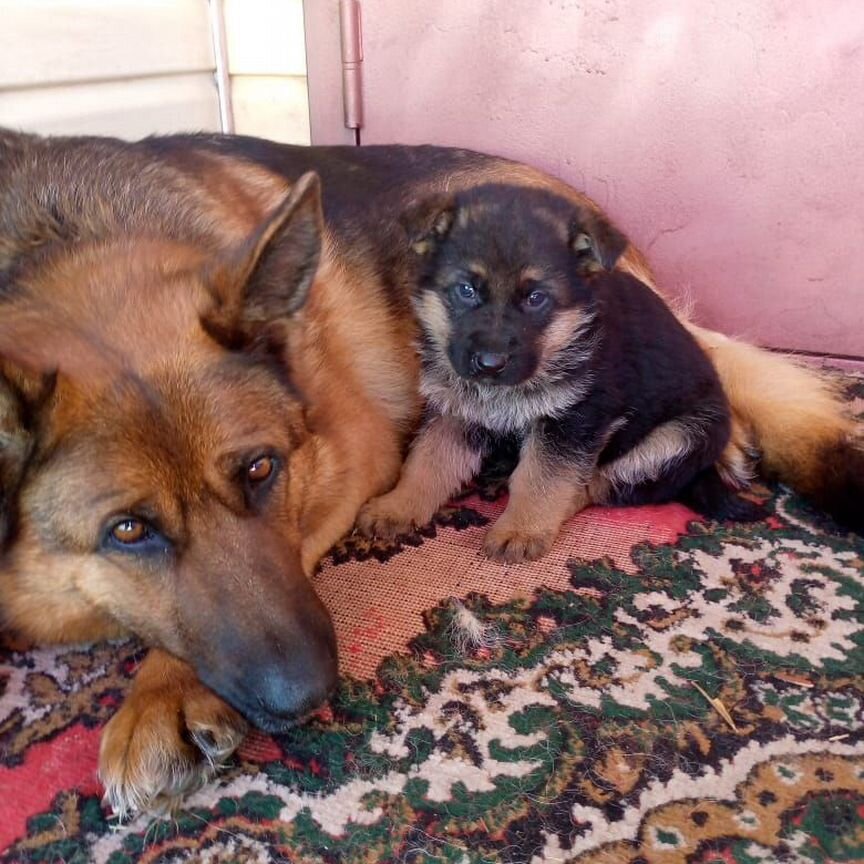 Немецкая овчарка