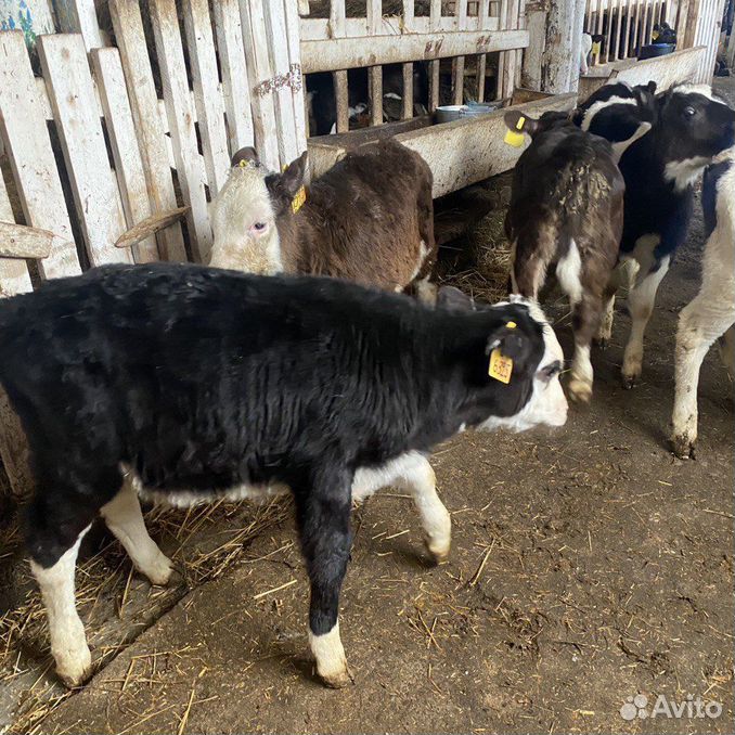 Телки бычки крс