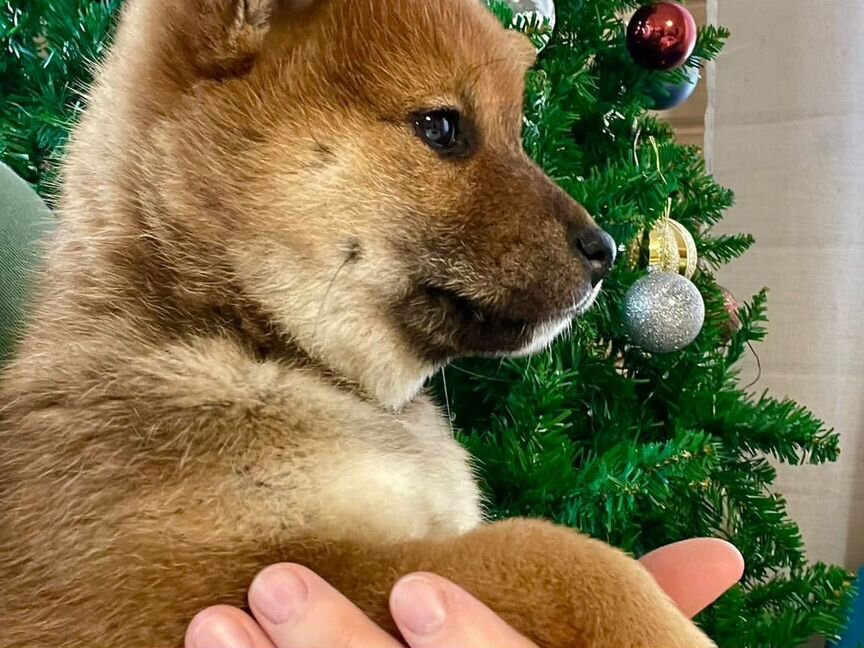 Щенки Сиба ину (Шиба)
