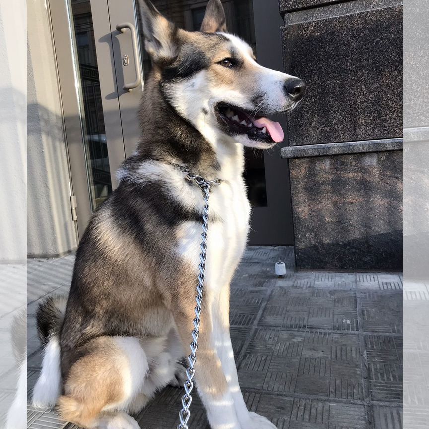 Западносибирская лайка, взрослый пёс