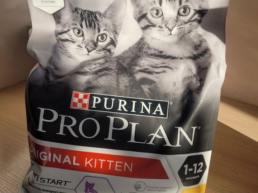Pro plan kitten