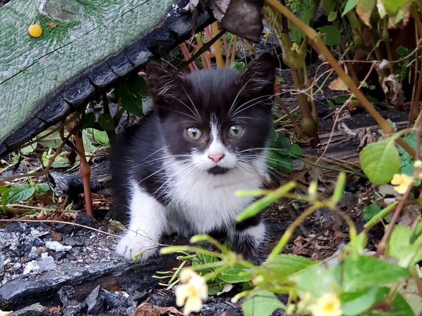 Отдам котенка в добрые руки бесплатно