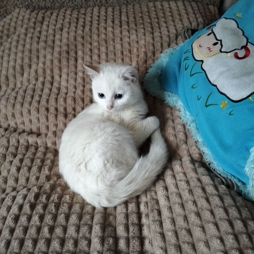 Котята в добрые руки бесплатно девочка,подкинули