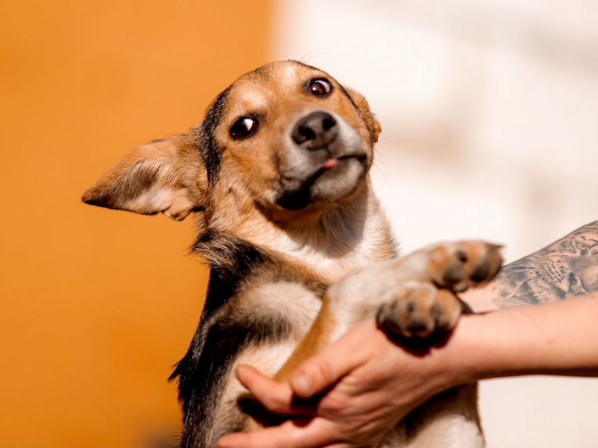 Шелли ищет дом